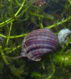 Color Genetics of Pomacea diffusa – Donya Quick's Website